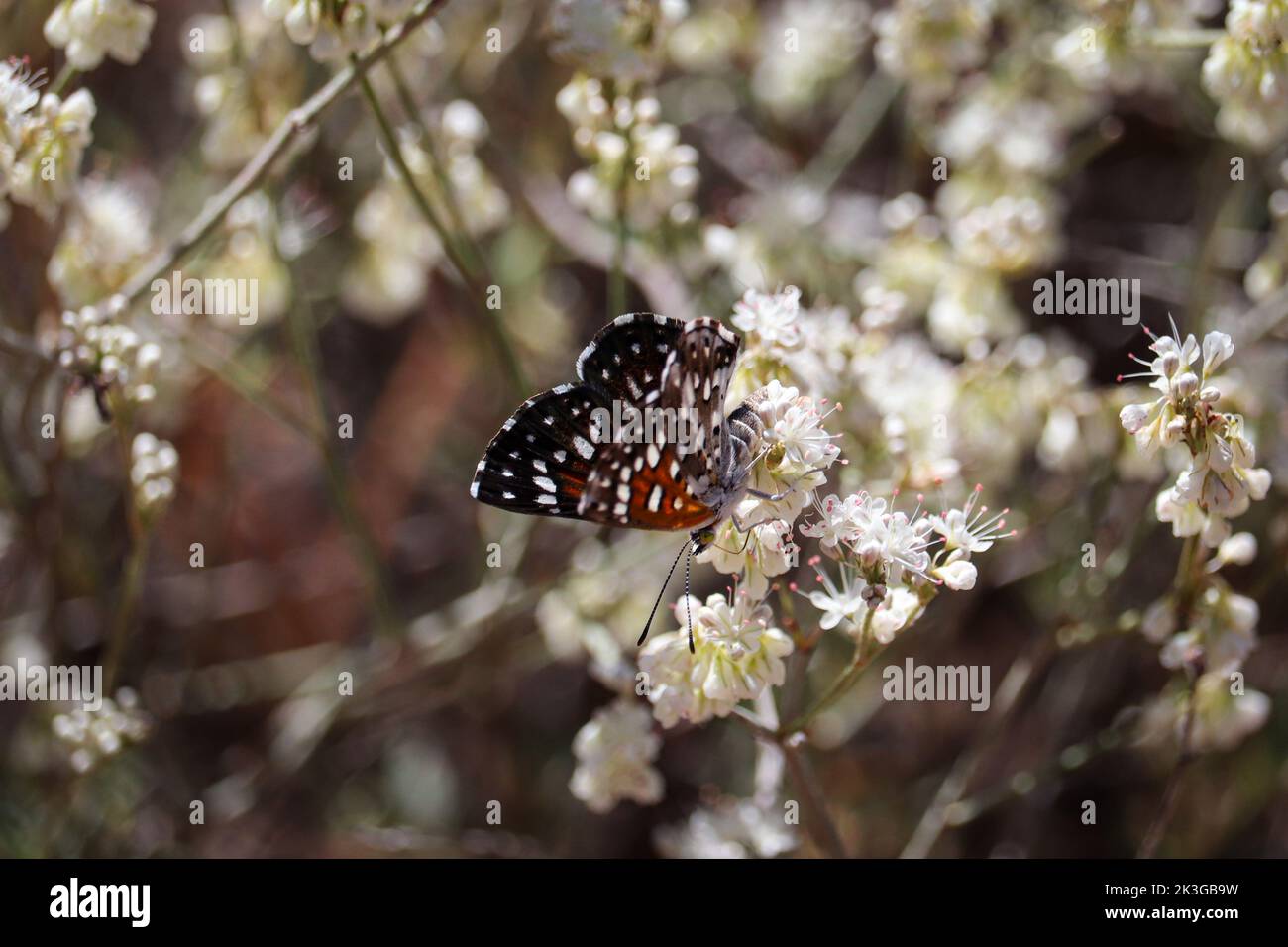 Mormon metalmark or Apodemia mormo feeding on buckwheat flowers at ...