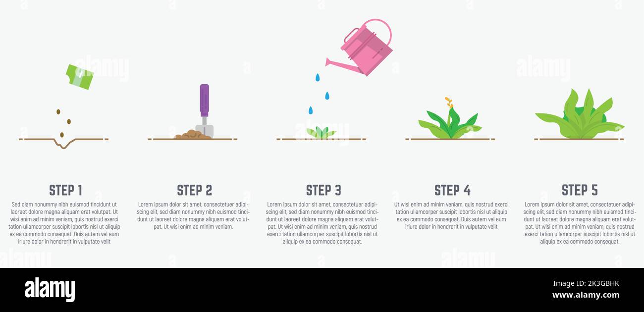 Growing plant stages Stock Vector Image & Art - Alamy