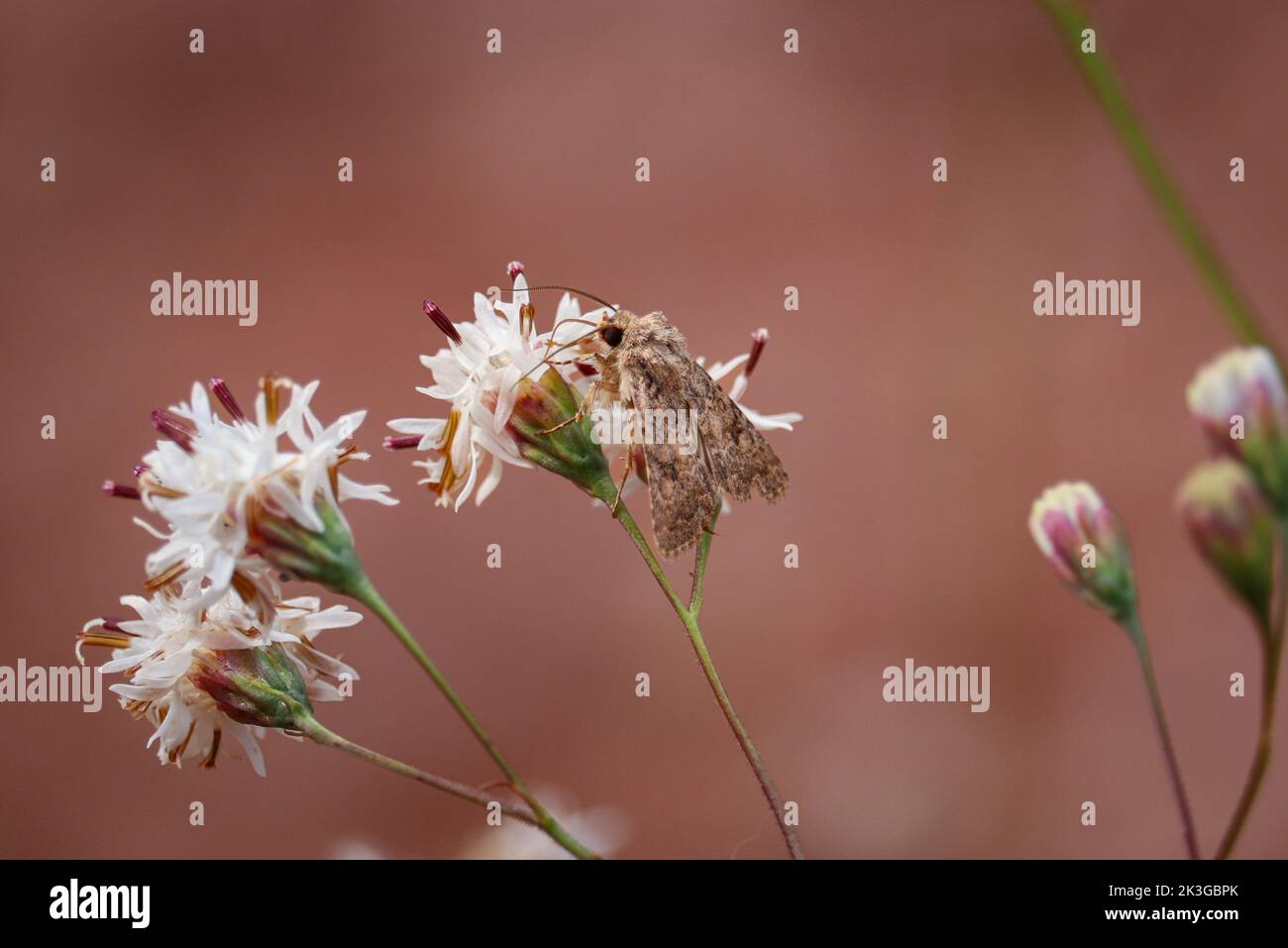 Small grey moth feeding on wright's thimble head at Rumsey Park in ...