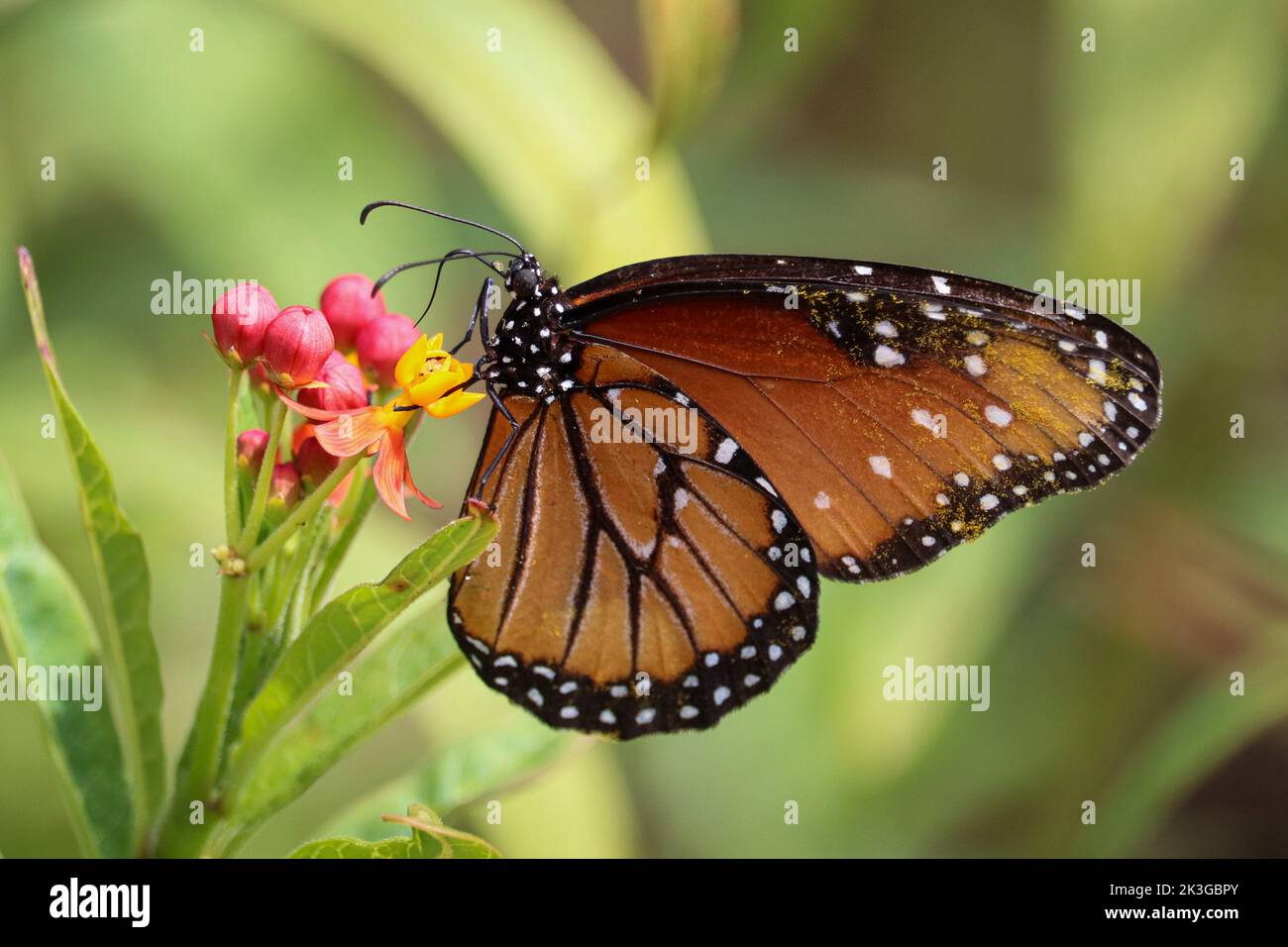 Female queen butterfly or Danaus gilippus feeding on milkweed in a ...
