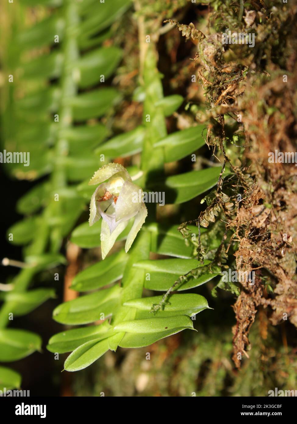 Dichaea orchid dichaea sp hi-res stock photography and images - Alamy