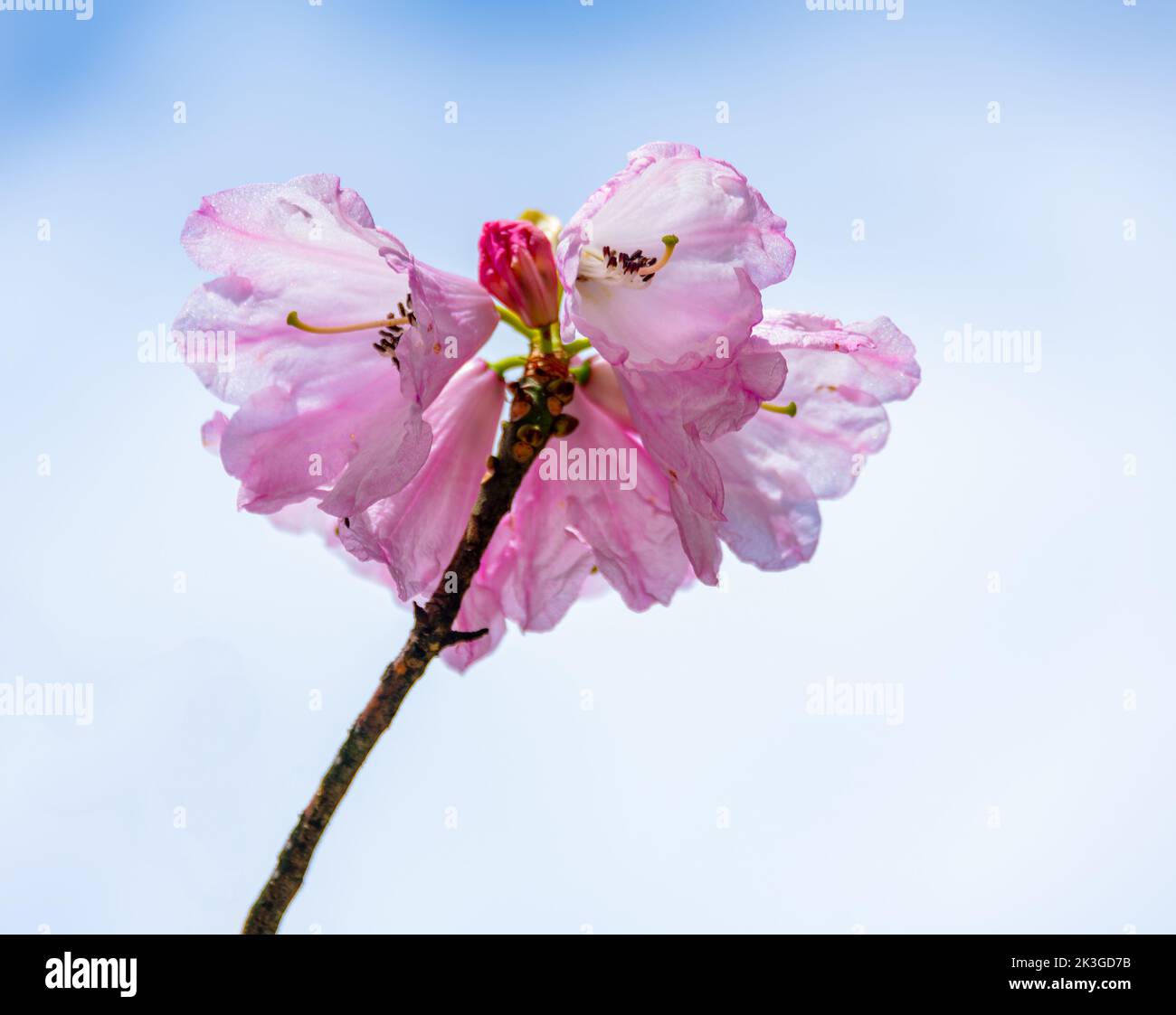Beautiful azaleas against a blue sky Stock Photo - Alamy