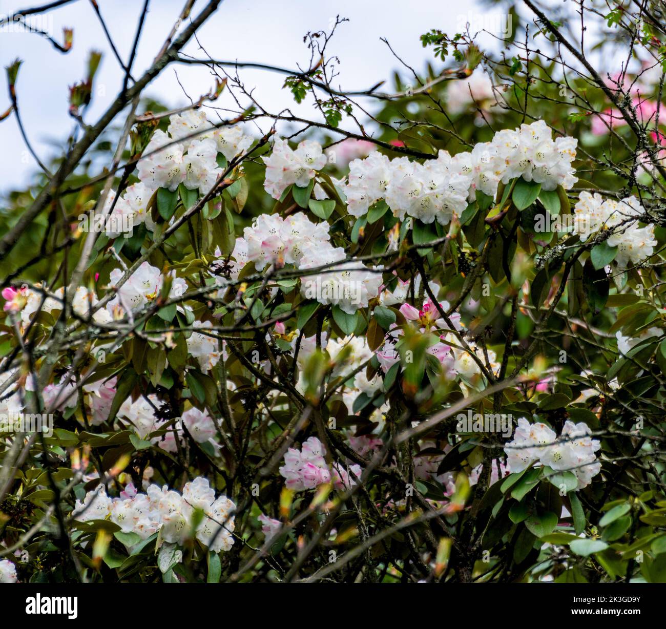 Beautiful azaleas against a blue sky Stock Photo - Alamy