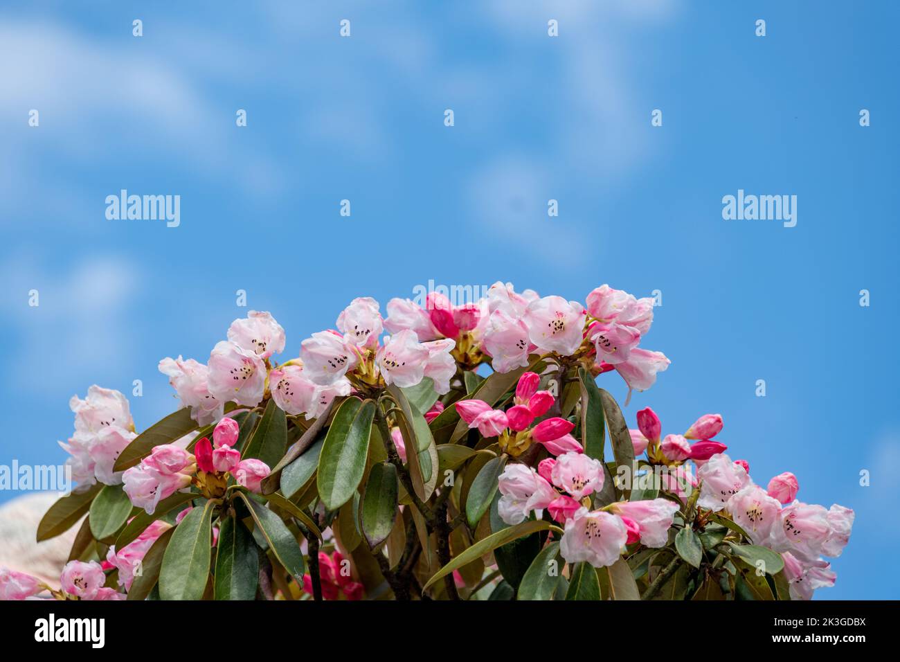 Beautiful azaleas against a blue sky Stock Photo - Alamy