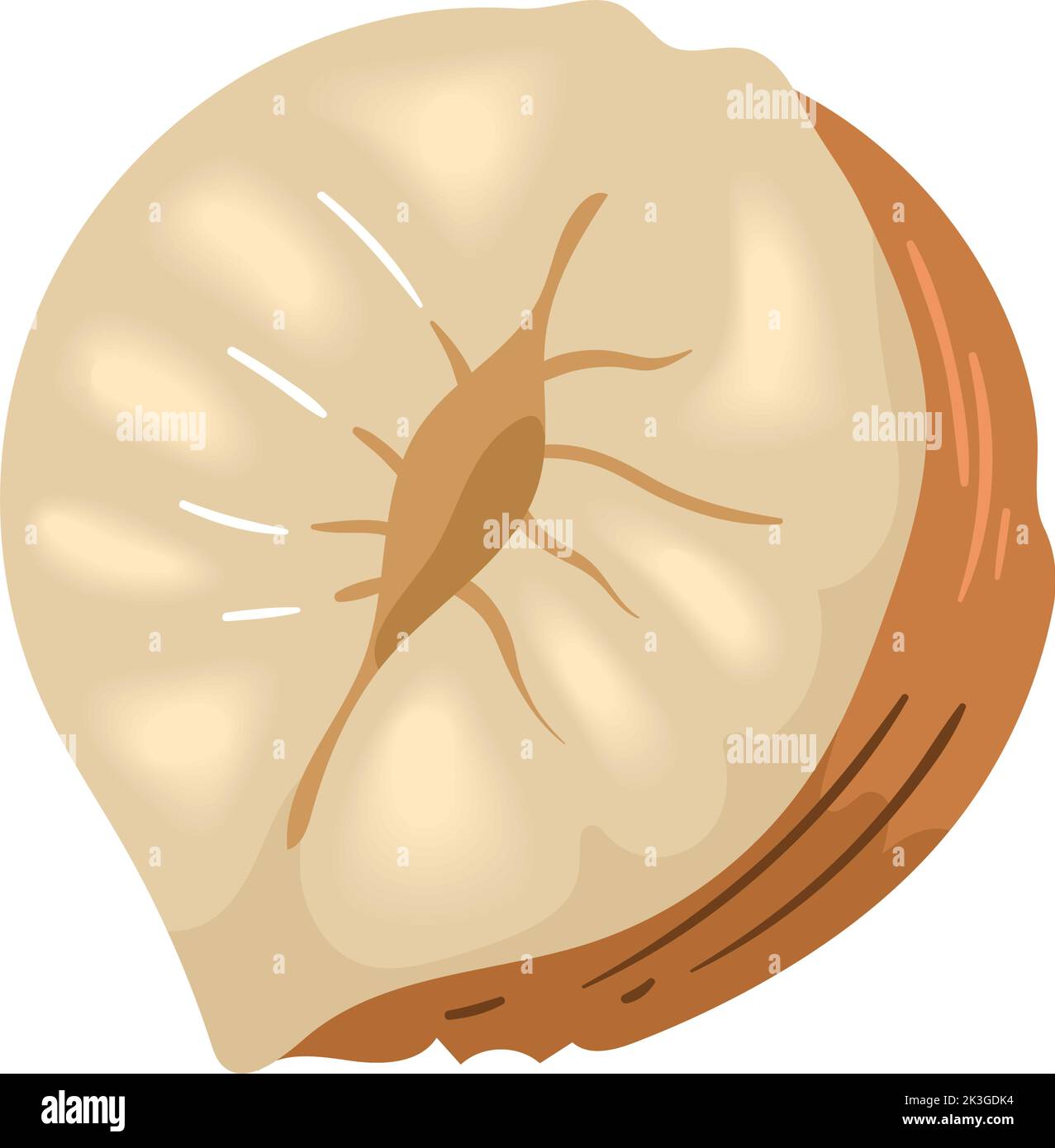 hazelnut half nut Stock Vector Image & Art - Alamy