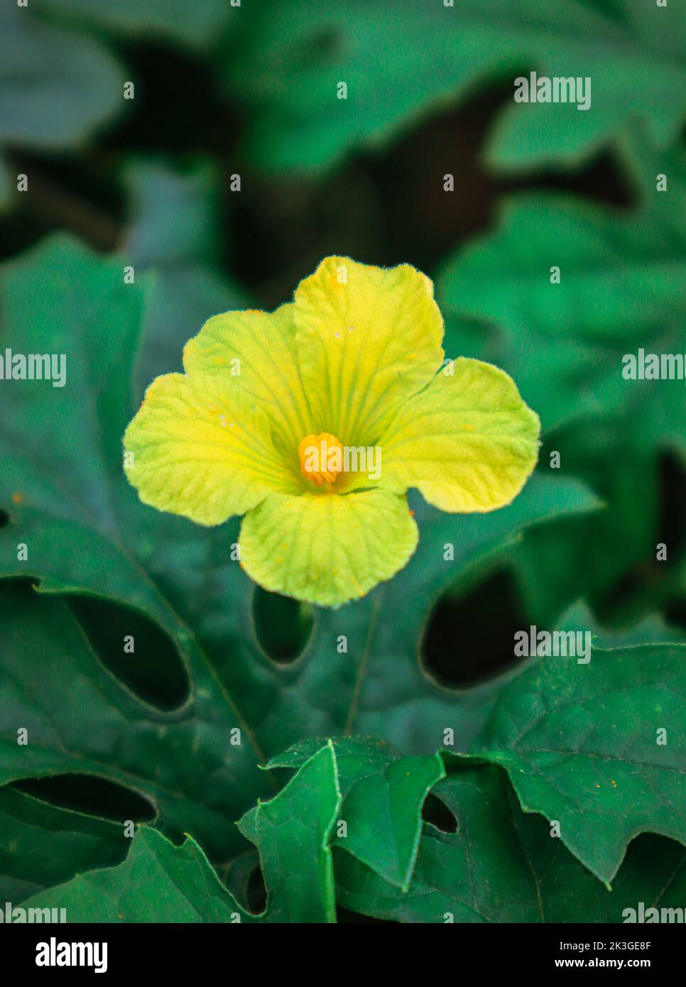 Cucumber flower in garden Stock Photo - Alamy