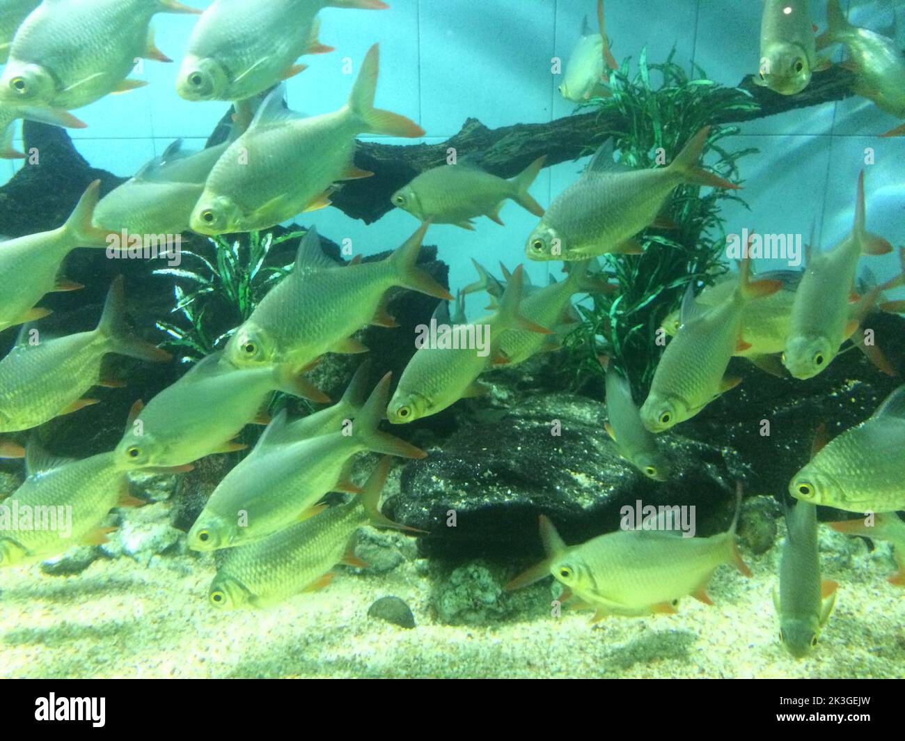 A turtle hatchery is the place where the sea turtles swim and return ...