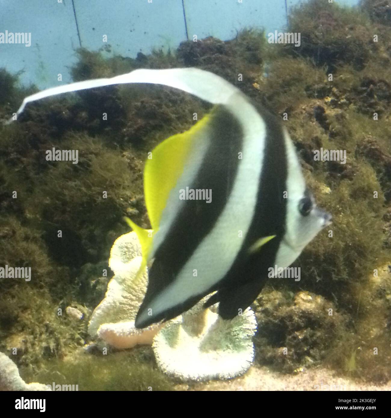 A turtle hatchery is the place where the sea turtles swim and return ...
