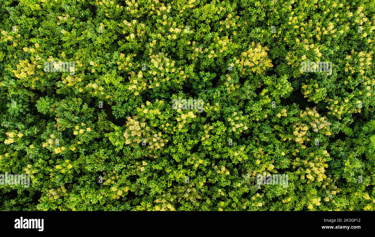 Aerial view of Cultivation trees and plantation in outdoor nursery ...
