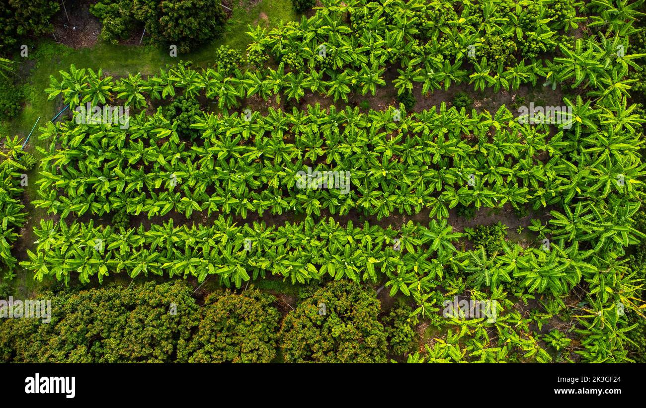 Aerial view of Cultivation trees and plantation in outdoor nursery ...