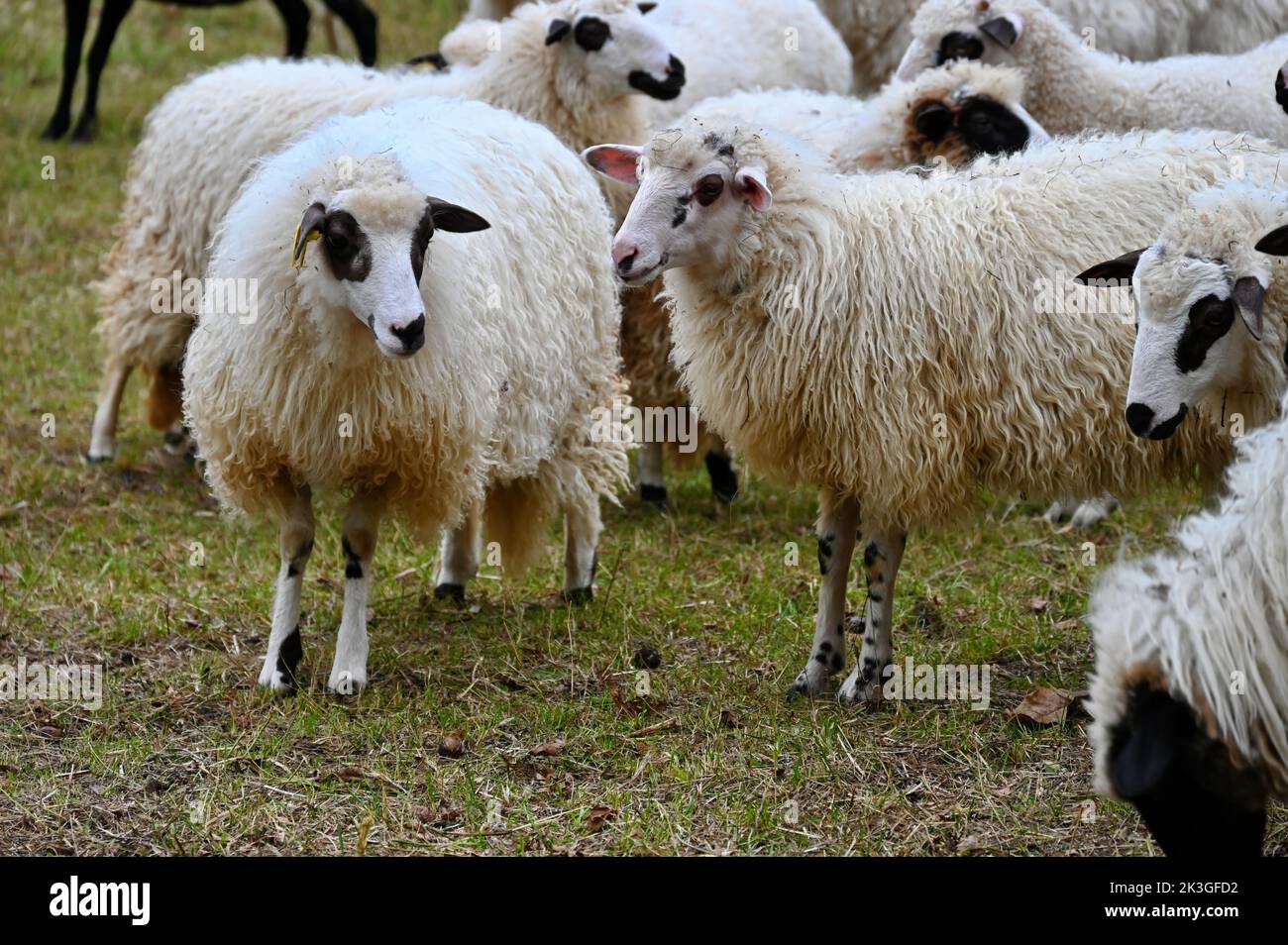 Livestock grazing on rural hi-res stock photography and images - Alamy