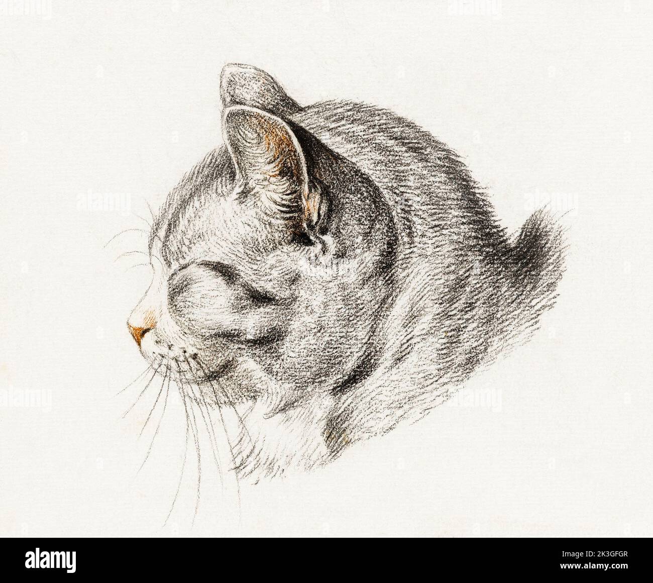 Sketch of a cat (1813) by Jean Bernard (1775-1883). Original from The ...