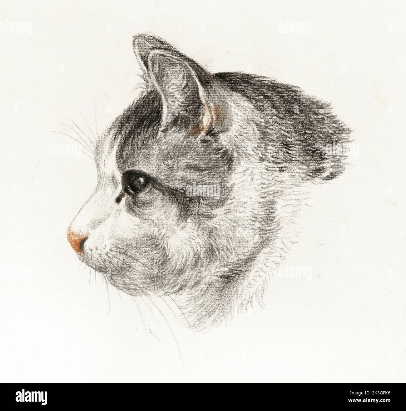 Sketch of a cat (1819) by Jean Bernard (1775-1883). Original from The ...