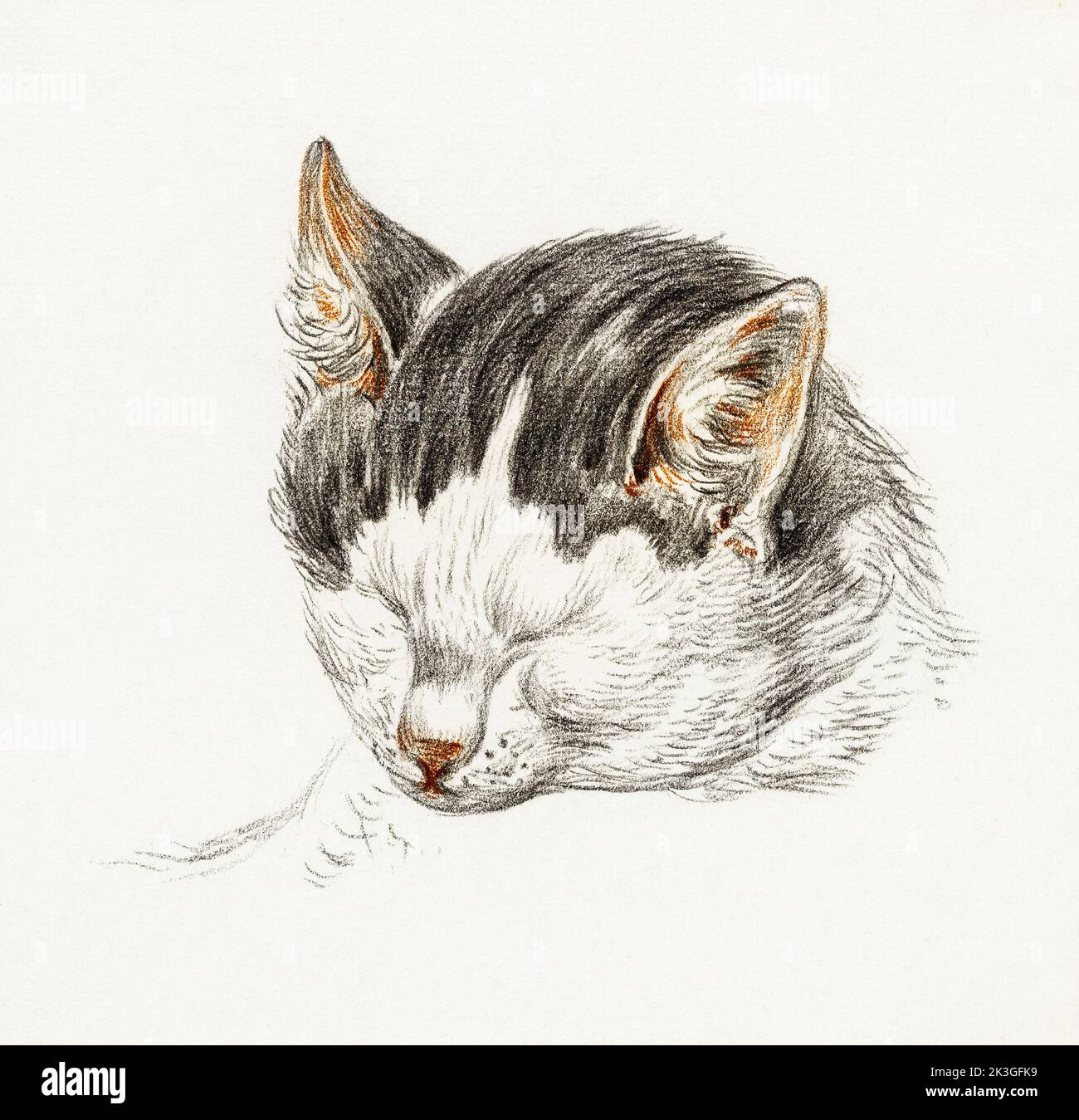 Sketch of a cat (1828) by Jean Bernard (1775-1883). Original from The ...