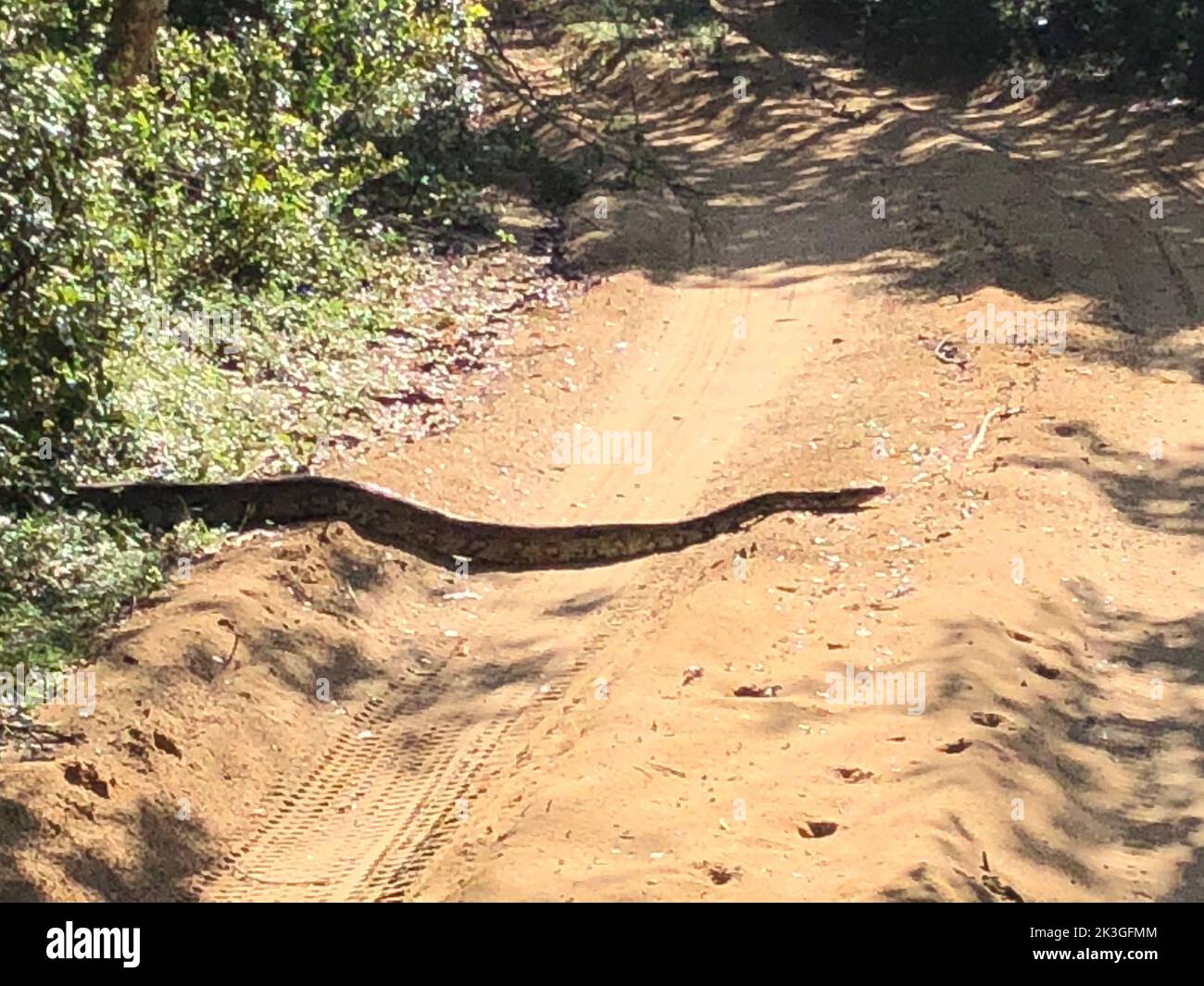 A python crossing the Road in Wilpattu National Park, Sri Lanka Stock ...