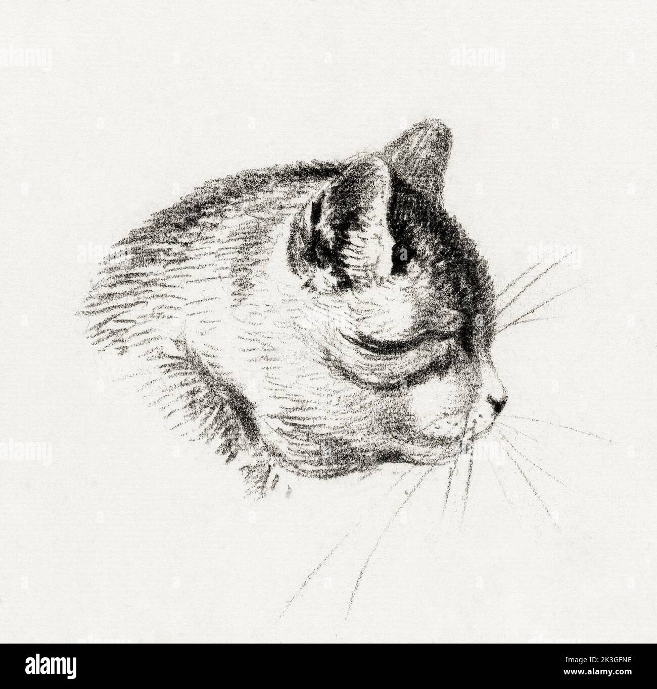 Sketch of a cat by Jean Bernard (1775-1883). Original from The ...