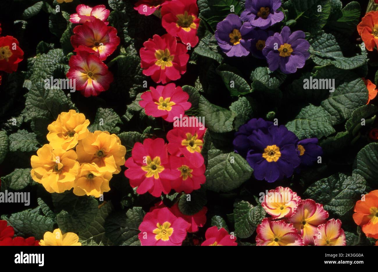 CLOSE-UP OF ASSORTED COLOURS OF THE COMMONLY KNOWN PRIMROSE FLOWERS ...