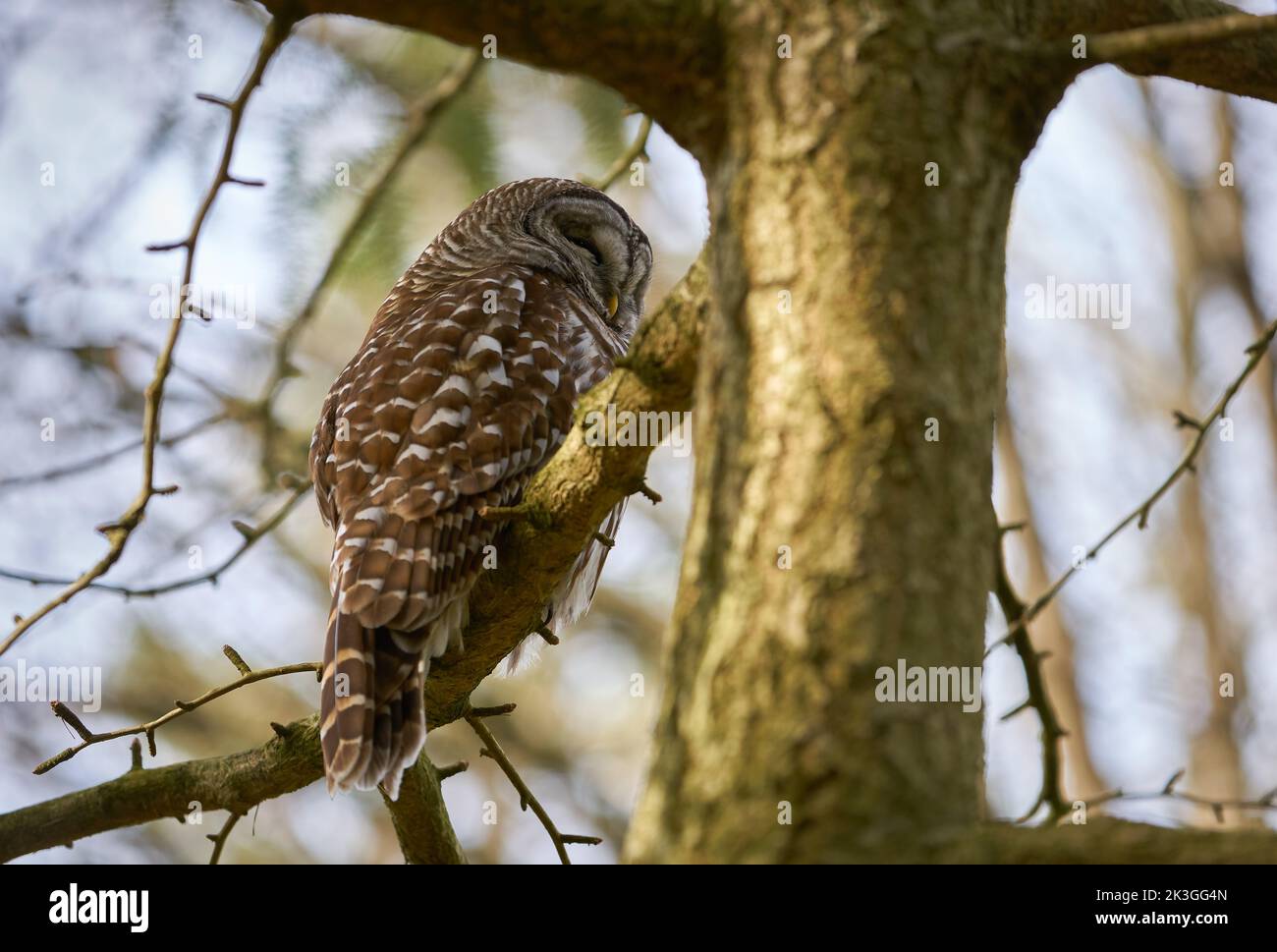 Pacific Northwest Wild Barred Owl. A Barred Owl looking down from a ...
