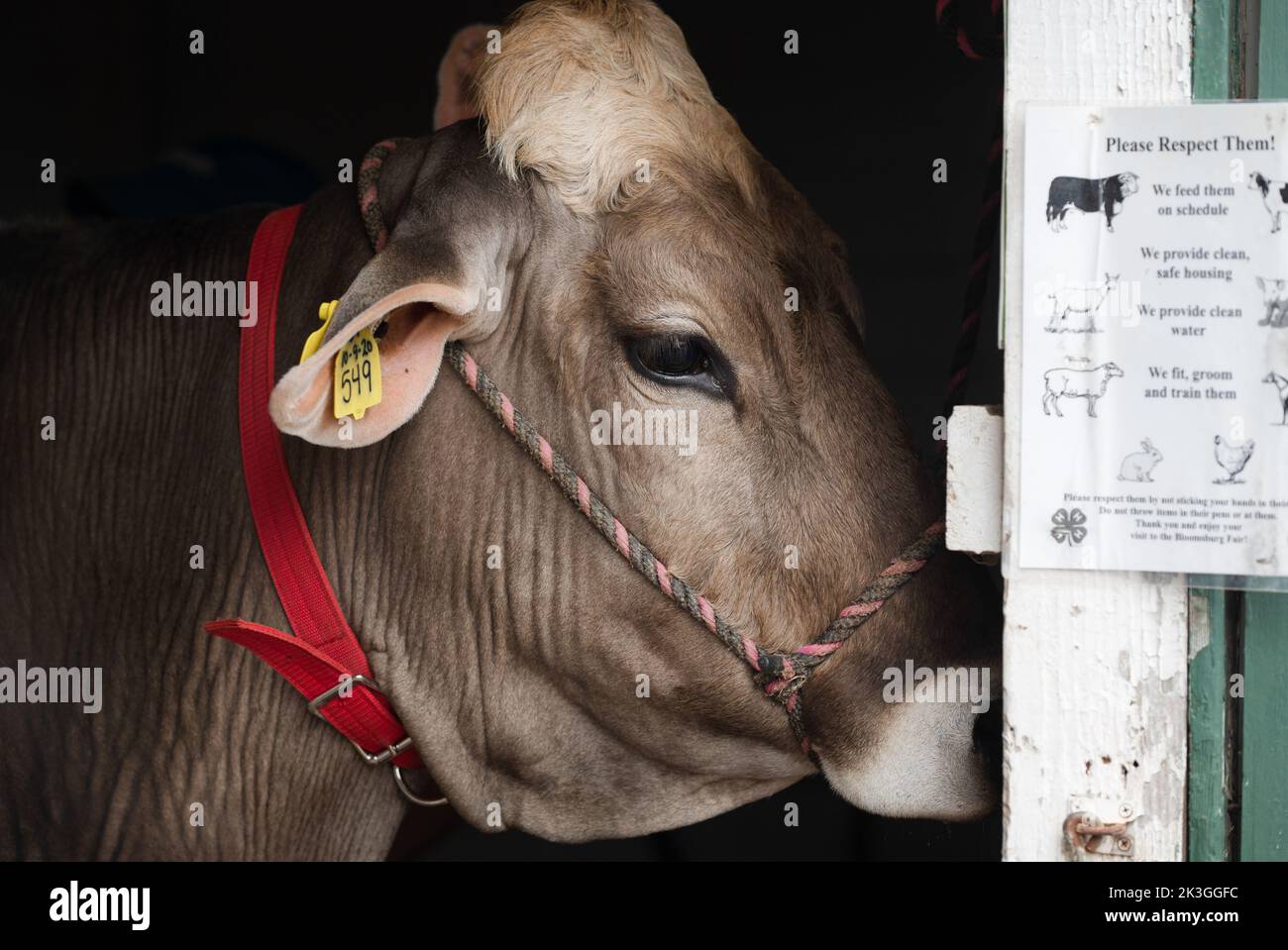 4 h cow hi-res stock photography and images - Alamy