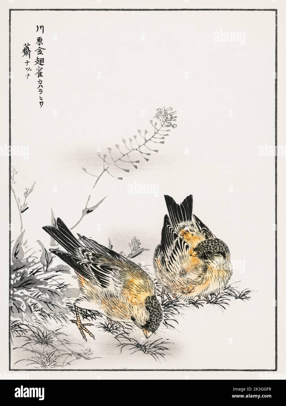 Small Japanese Greenfinch and Shepherd's Purse illustration from ...