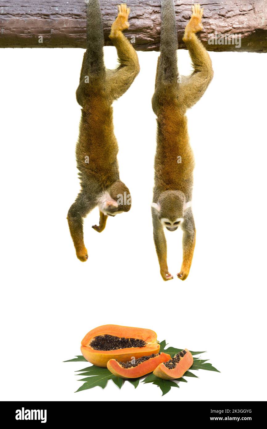 Monkey hanging tail south america hi-res stock photography and images ...