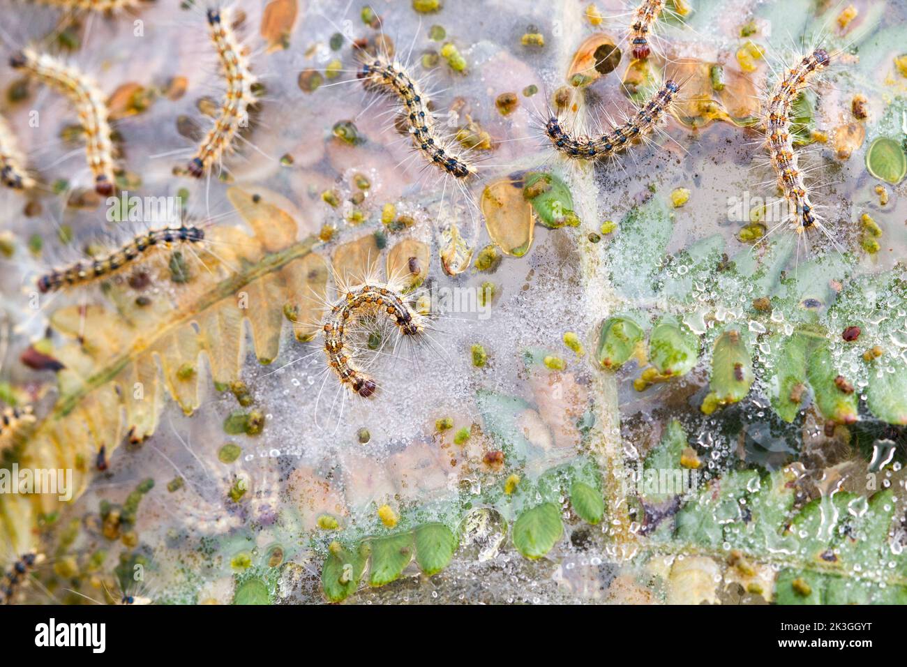 Fern leaf destroyed by a group of caterpillars in forest Stock Photo ...