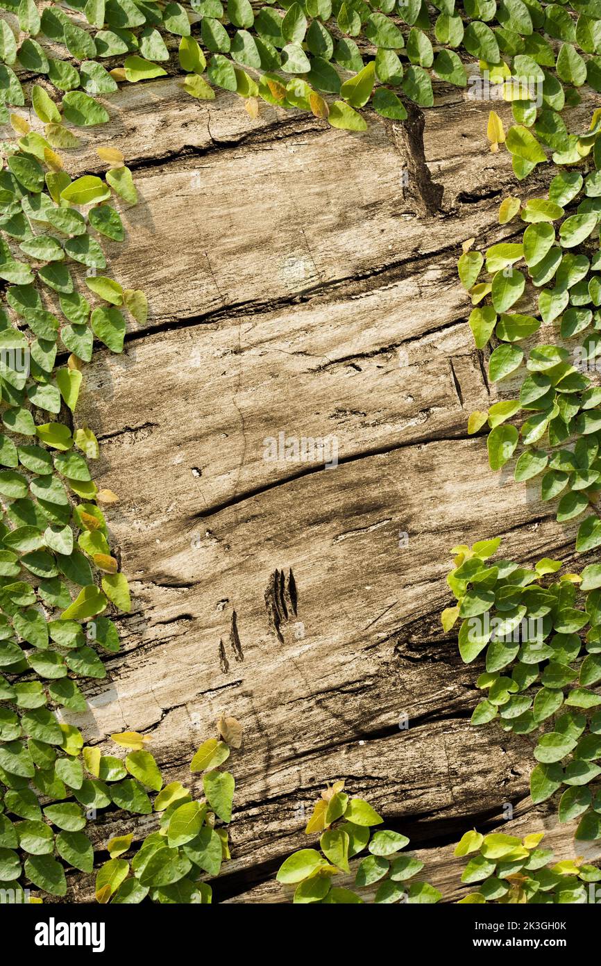 Climbing Ficus pumila on wood wall Stock Photo - Alamy