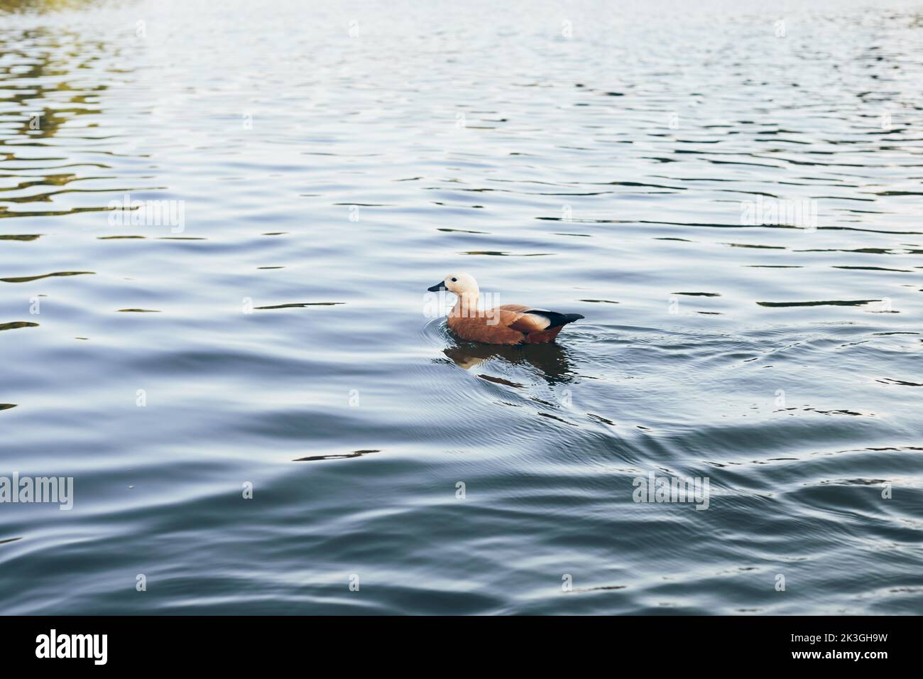 A duck swims on a pond in a city park. Front view Stock Photo - Alamy