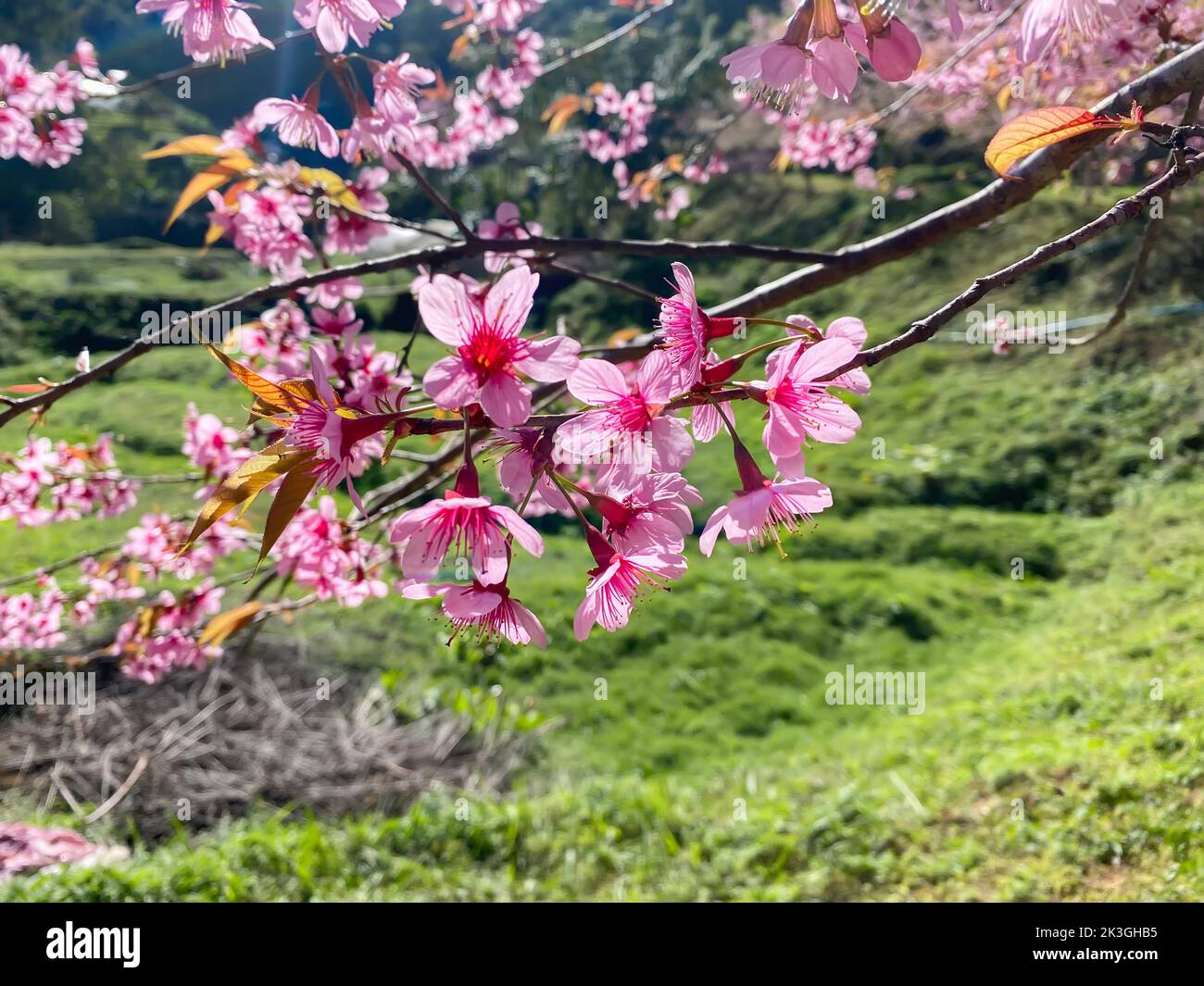 Phaya Suea Krong flower or Prunus Cerasoides flower or Queen Tiger ...