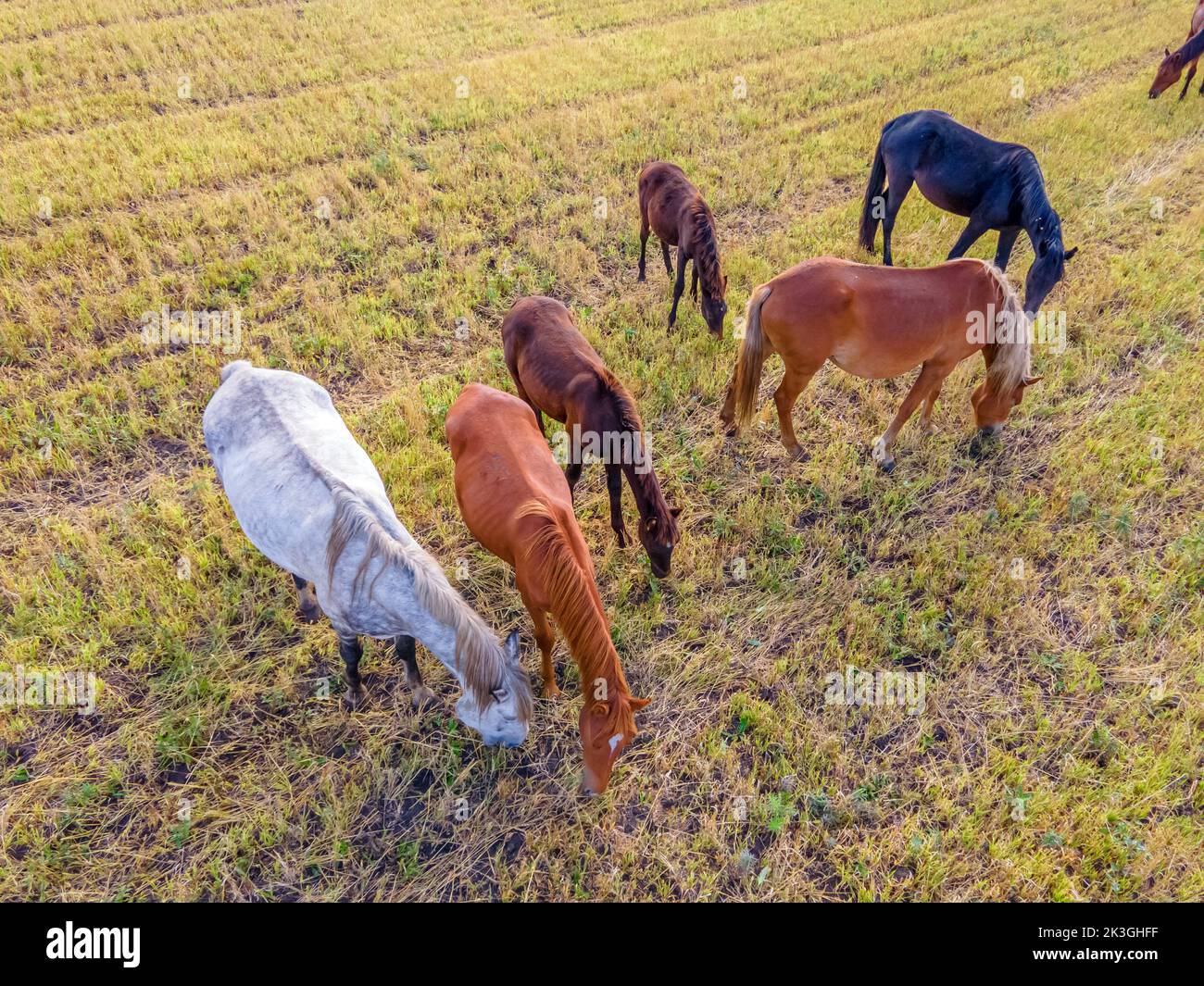 Aerial view of horses galloping hi-res stock photography and images - Alamy
