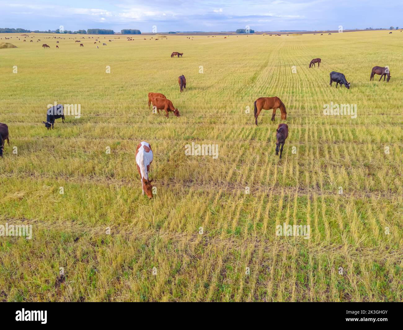 Aerial view of horses galloping hi-res stock photography and images - Alamy