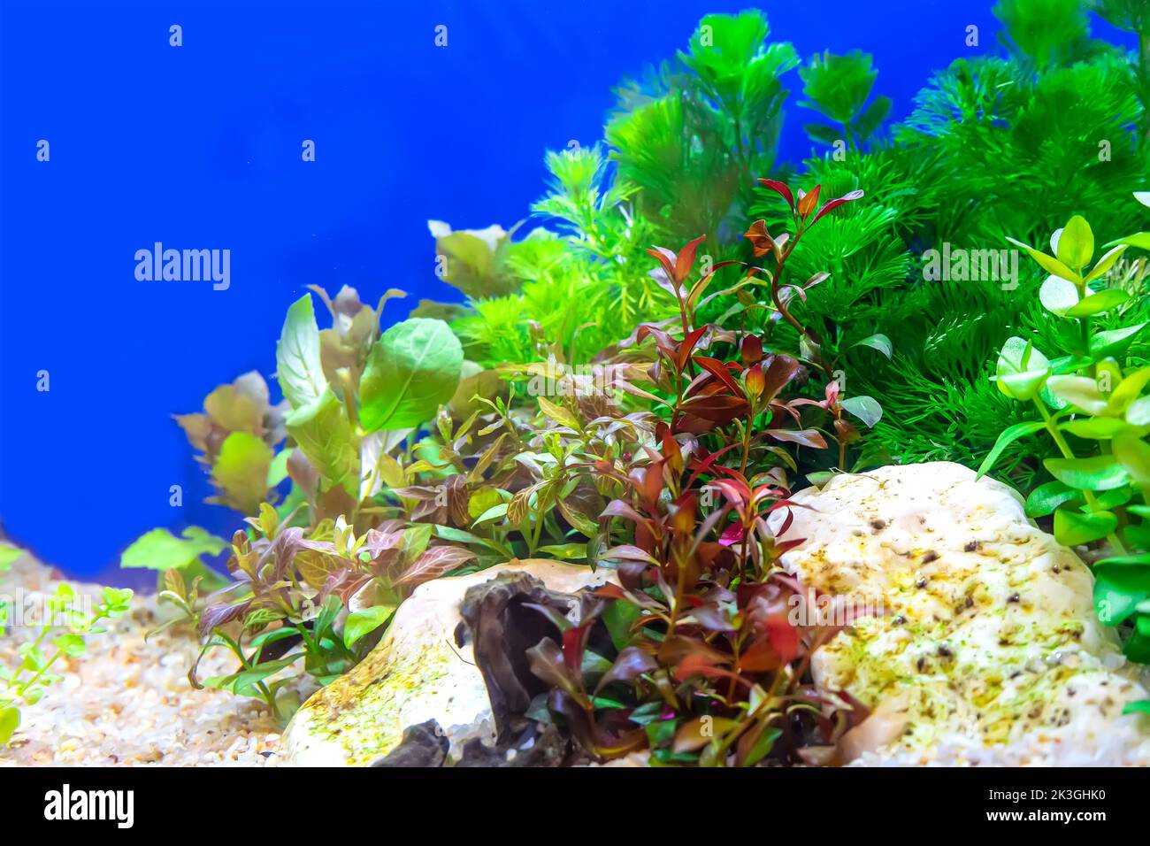 Underwater landscape nature forest style aquarium tank with a variety ...