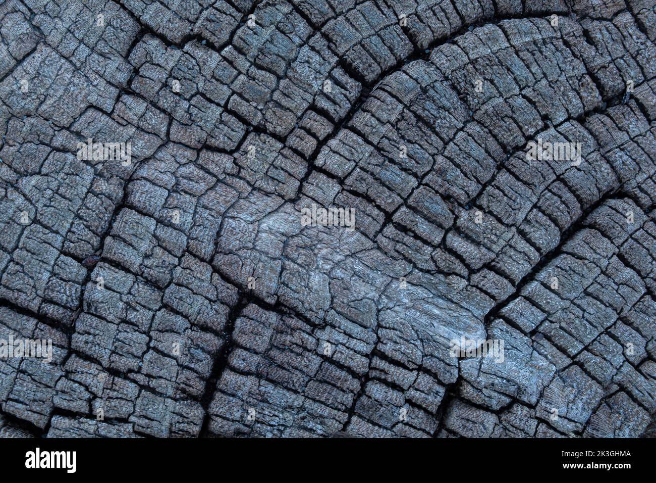 Closeup of surface structure of a wooden cross-section cut of rich ...