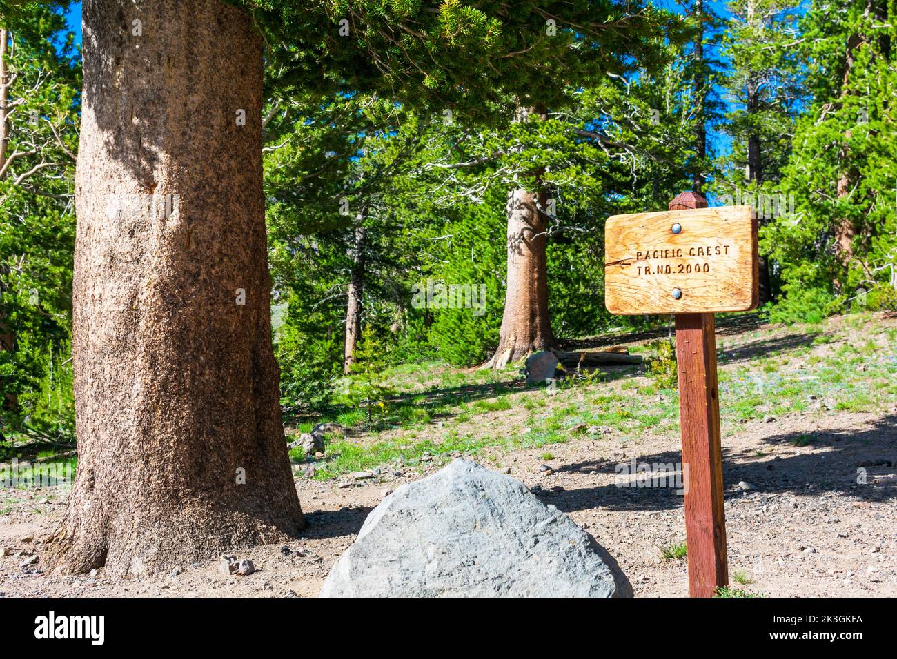 Mature pine tree hi-res stock photography and images - Alamy
