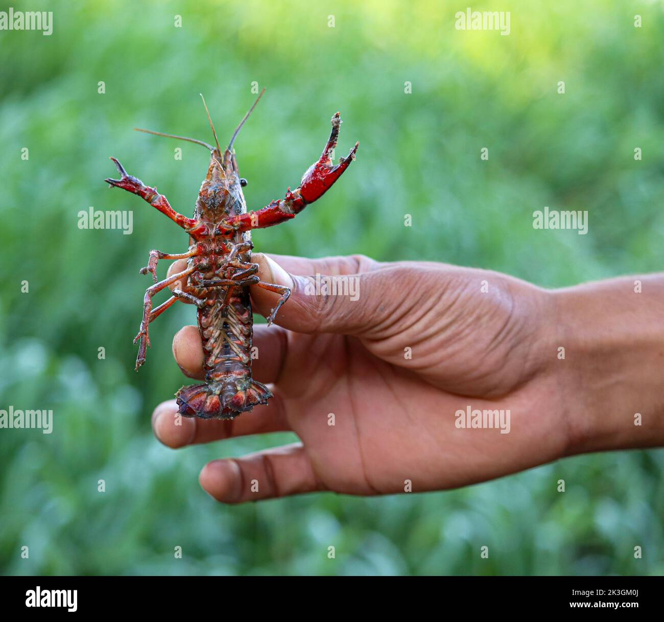 red freshwater crayfish (lobster spieces) near river Nile Stock Photo ...