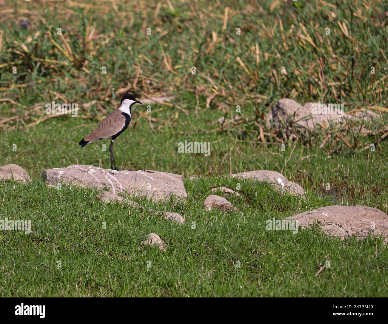 Labwings hi-res stock photography and images - Alamy