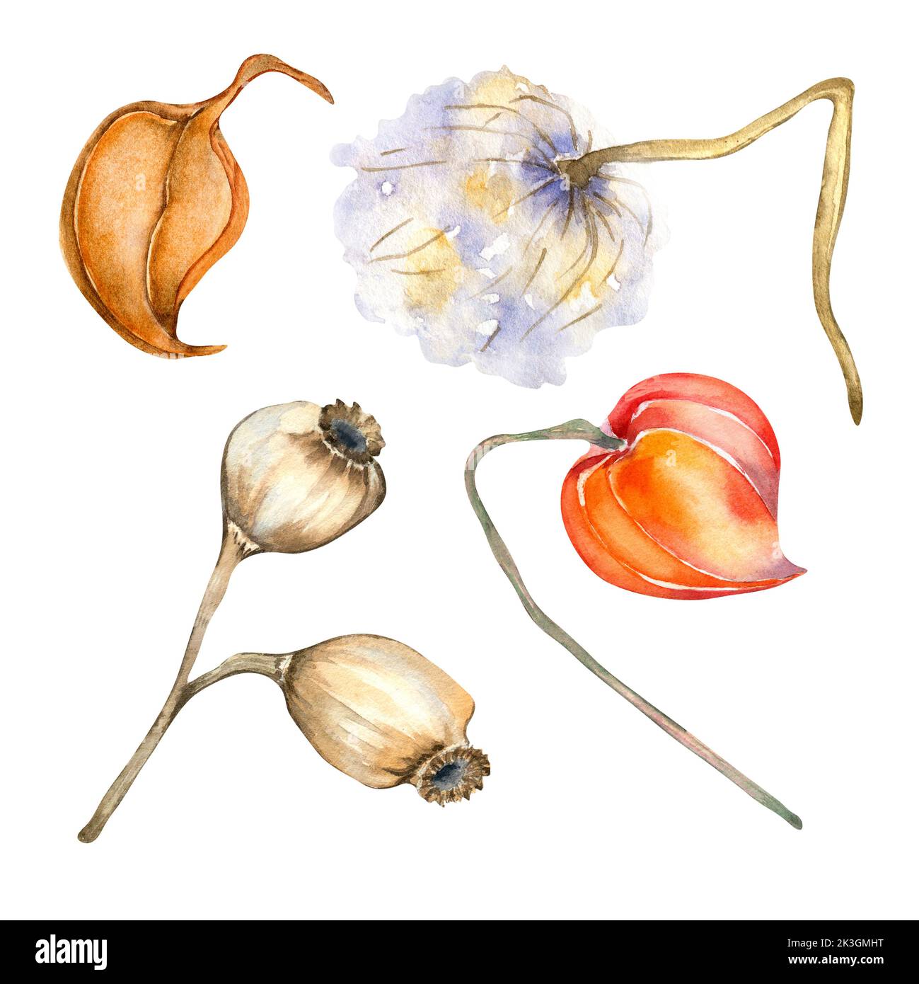 Set of colorful autumn plants watercolor illustration isolated on white ...