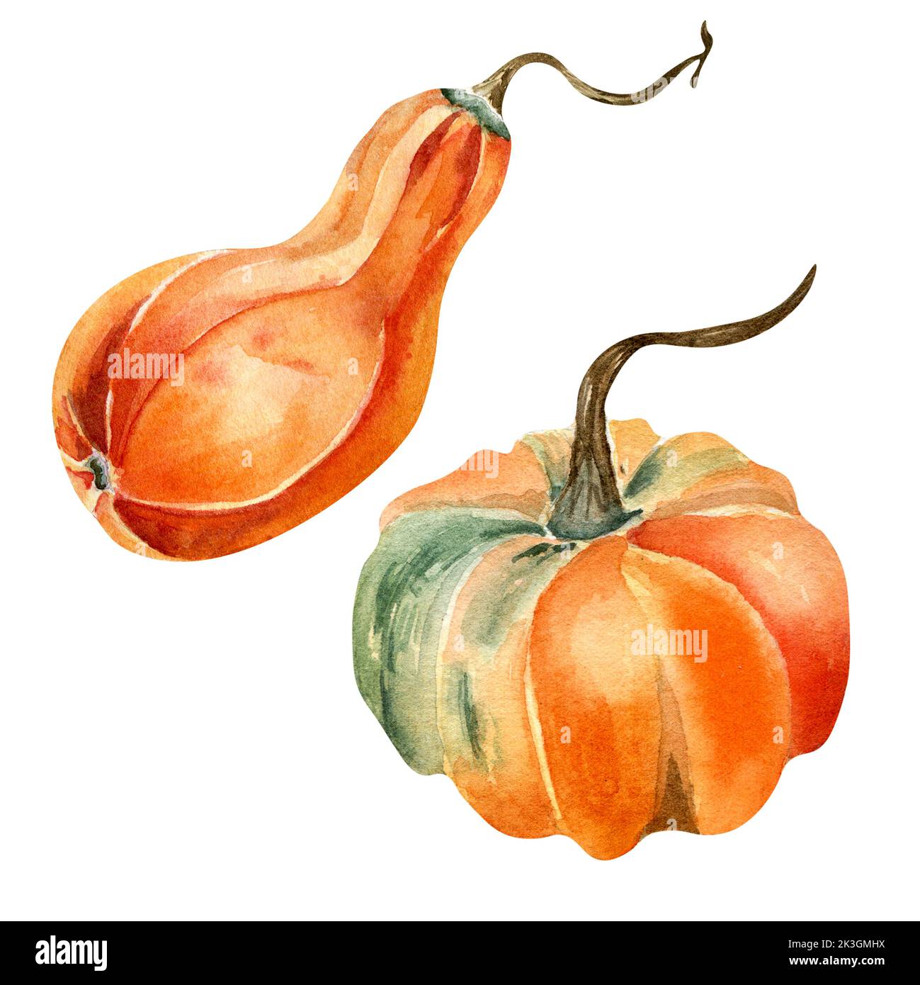 Two pumpkins watercolor illustration isolated on white background ...