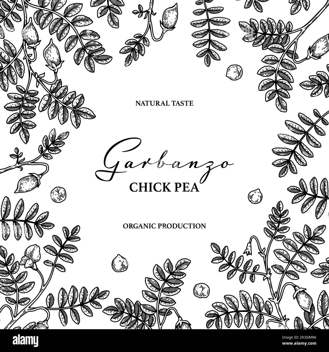 Hand drawn chickpeas botany background. Vector illustration in sketch ...