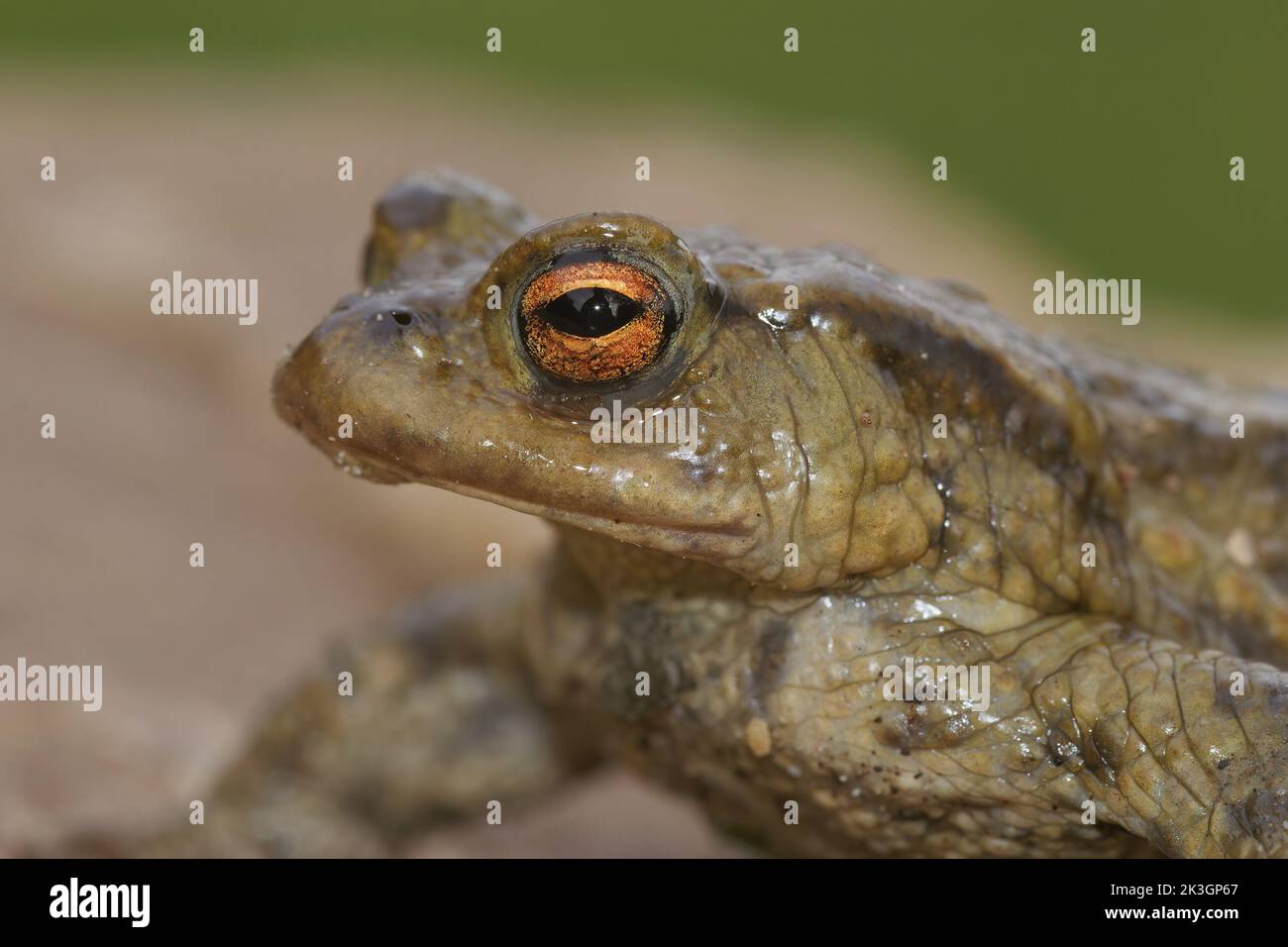 Closeup on the head of a male common European toad, Bufo bufo in the ...