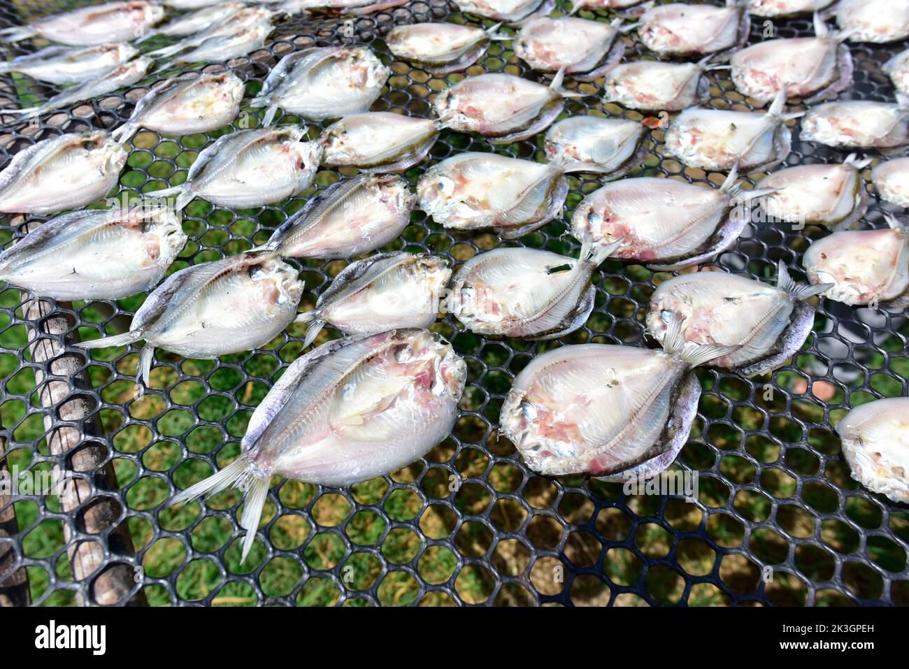 Fresh fish are placed on plastic net under sunlight to keep the fish ...
