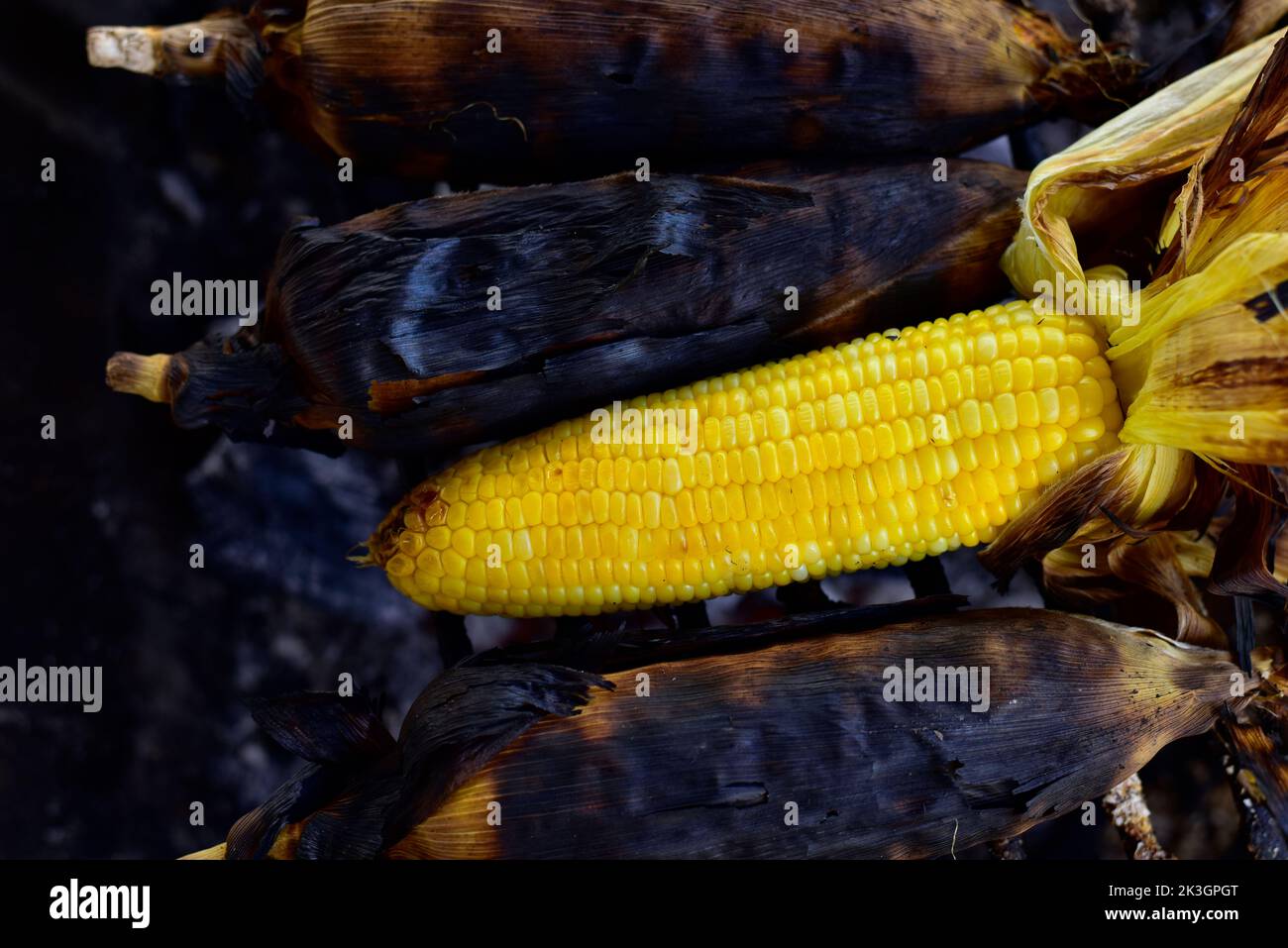 Top view freshly boiled or grilled sweet corn on the cob sprinkled with ...