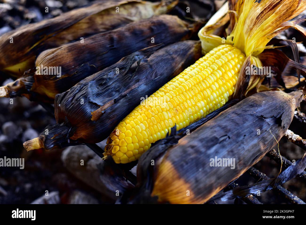 freshly boiled or grilled sweet corn on the cob sprinkled with salt and ...