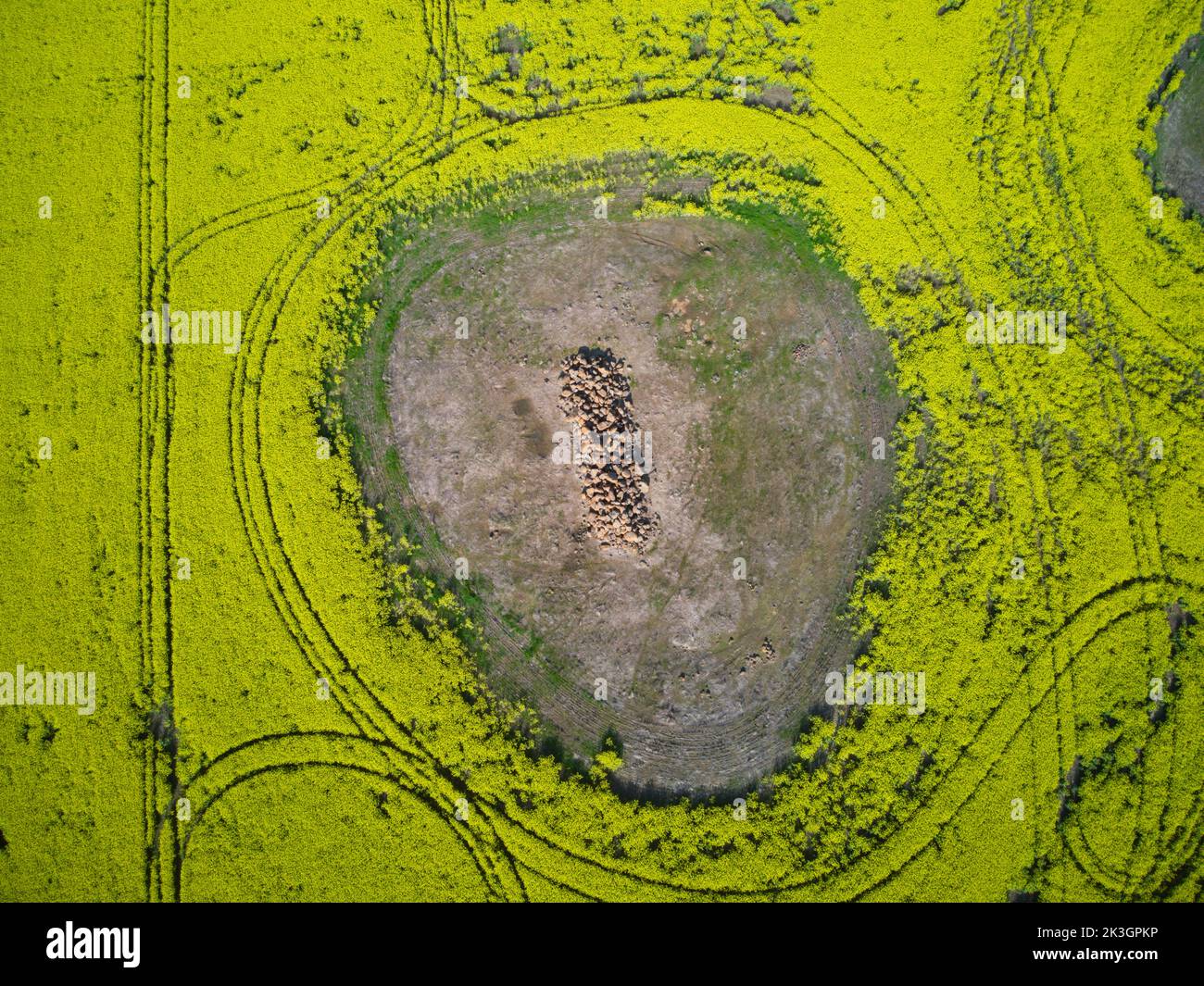 Canola field Australia aerial view with tractor wheel marks and rocks ...