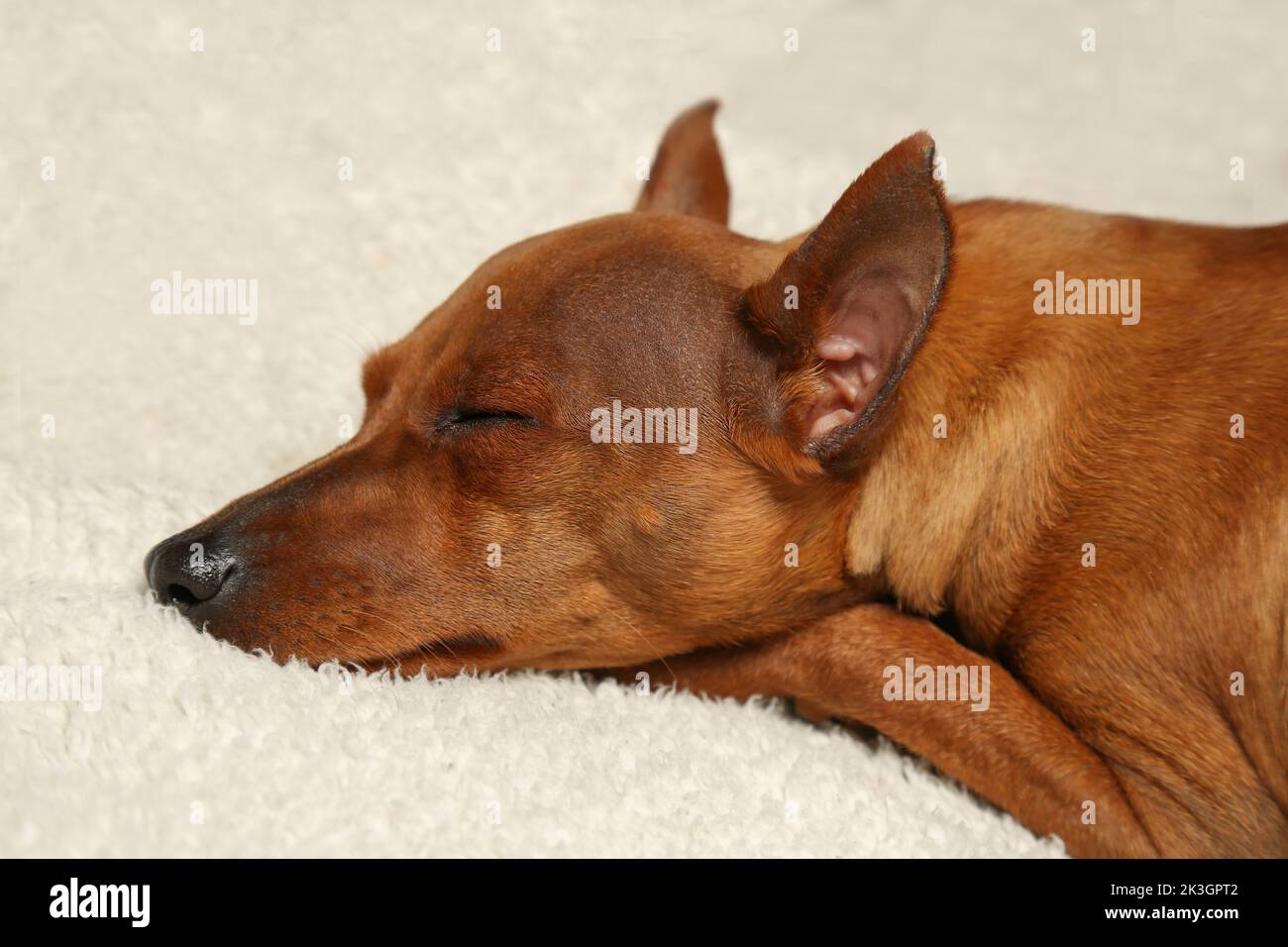 A little dog is sleeping soundly on a white blanket. A pet is resting ...