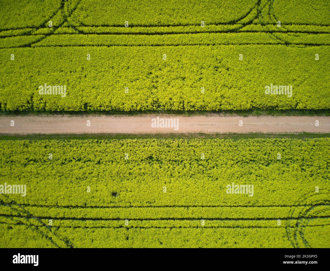 Canola field Australia aerial view showing dirt farming road and ...