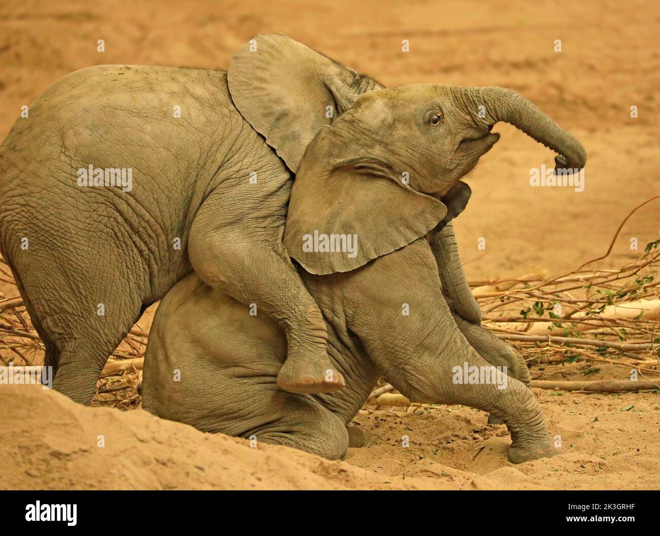 Elephant and baby love hi-res stock photography and images - Alamy