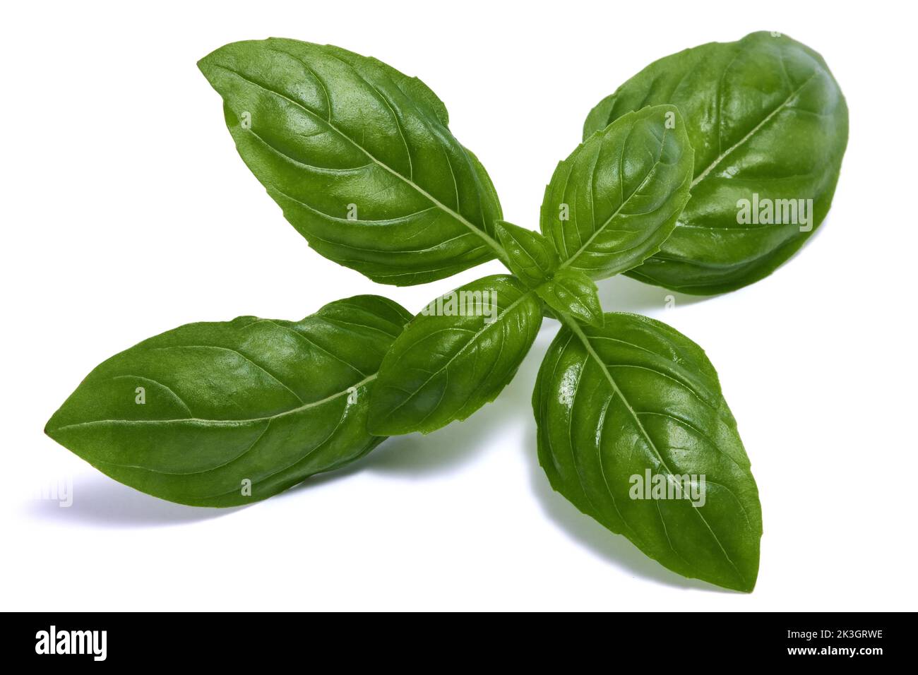 fresh Basil leaves Ocimum basilicum isolated on white background Stock ...