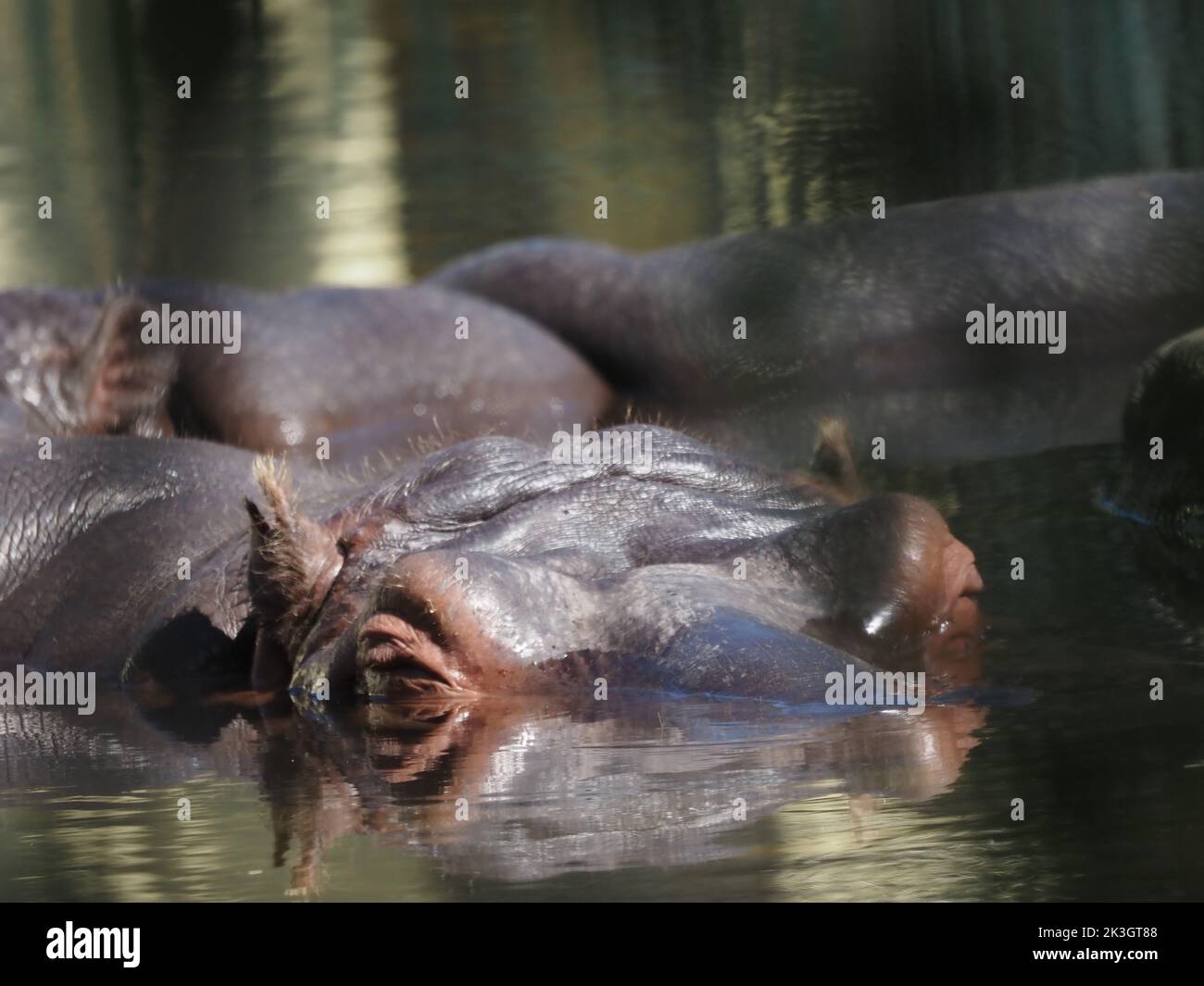 The head of a hippopotamus sticks out of the pond in Zoo Vienna ...