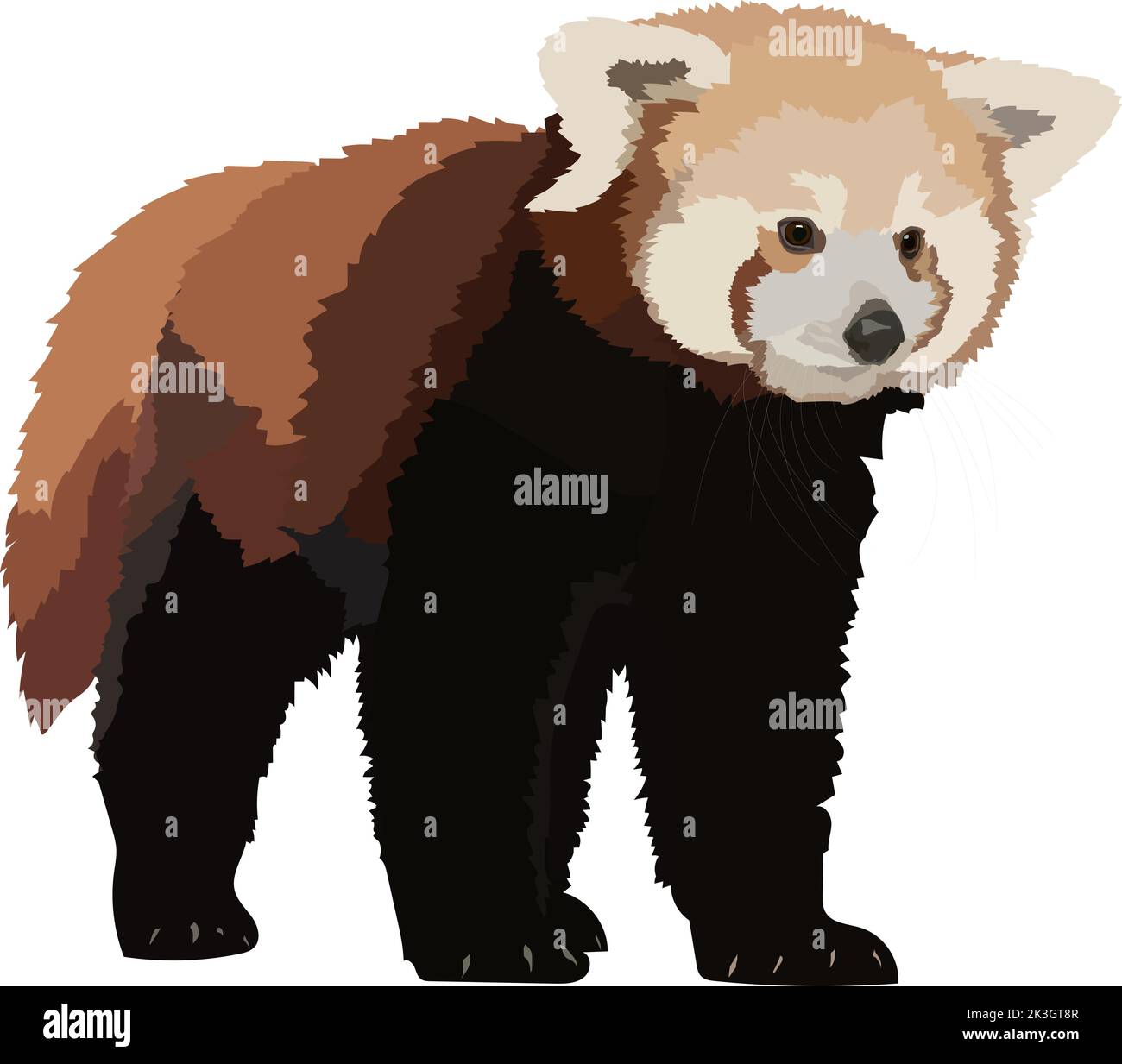 Red panda realistic isolated vector illustration. Wild animal Stock ...